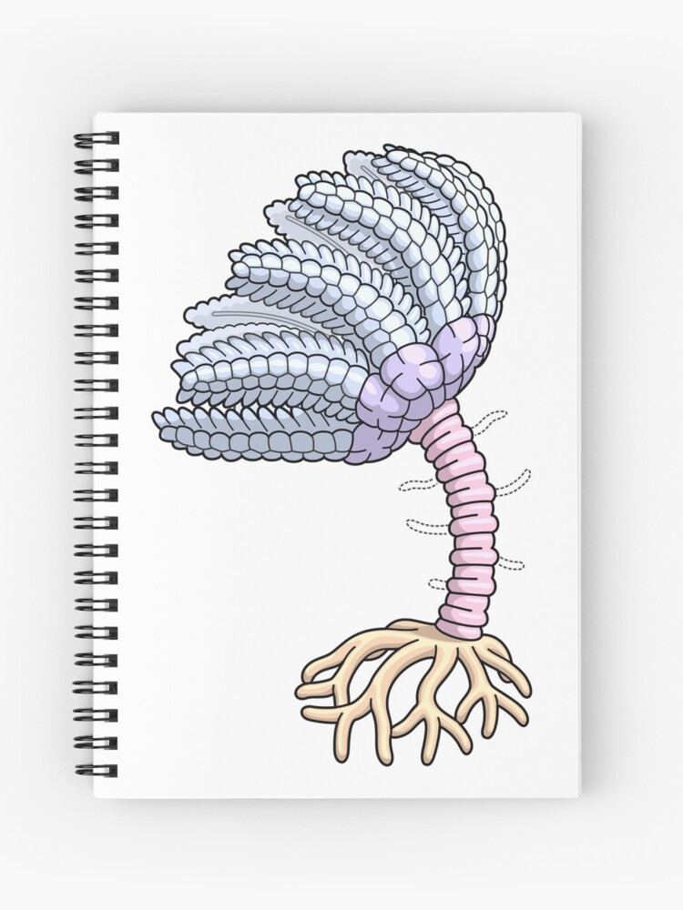Crinoid Fossil Drawing