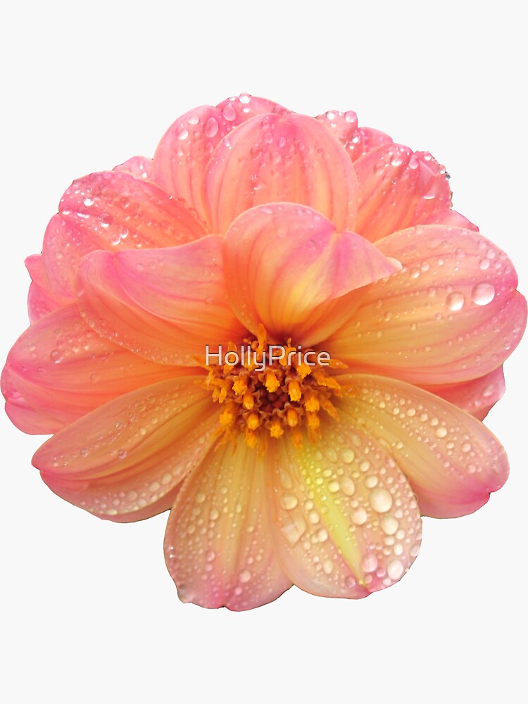 "Peach Flower" Sticker by HollyPrice | Redbubble