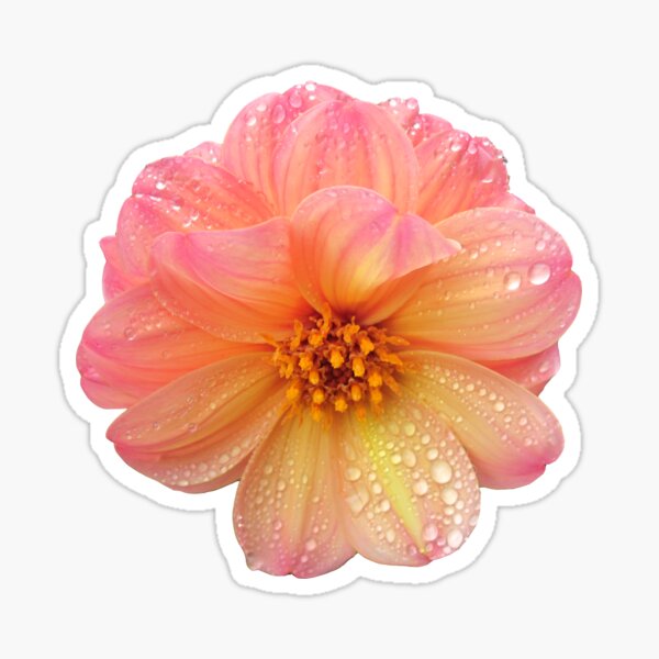 "Peach Flower" Sticker by HollyPrice | Redbubble