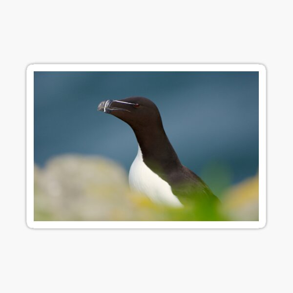 "SHARP AS A RAZOR" Sticker by dumbodancer | Redbubble