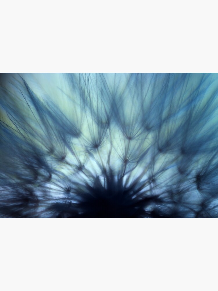 "It's all Fluff a close up of a dandelion " Poster by MarniePatchett ...