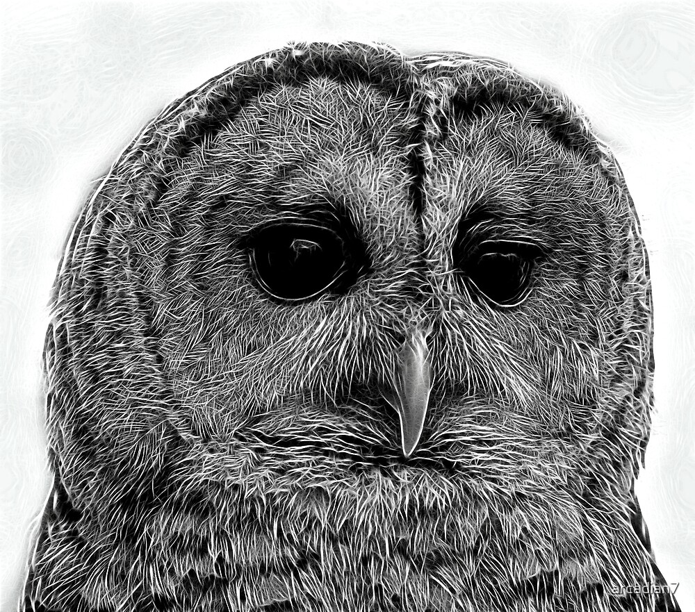 "Predatory Stare" by arcadian7 | Redbubble