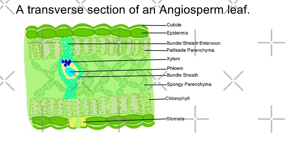 "A transverse section of an Angiosperm leaf." by ikshvaku | Redbubble