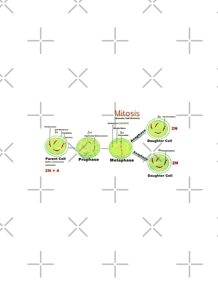 "Mitosis - Somatic cell division." iPhone Case for Sale by ikshvaku ...