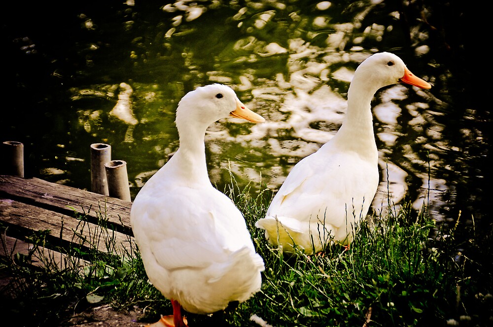 "2 Ducks" by Pat Shawyer | Redbubble
