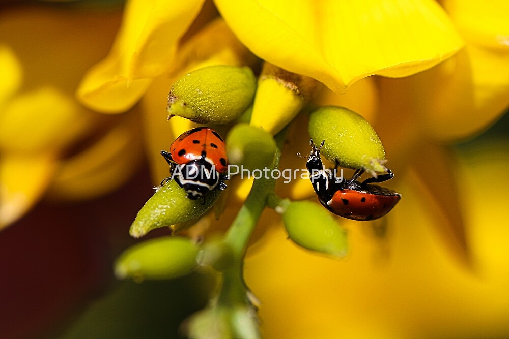 "Two Ladybugs " by ADM Photography | Redbubble