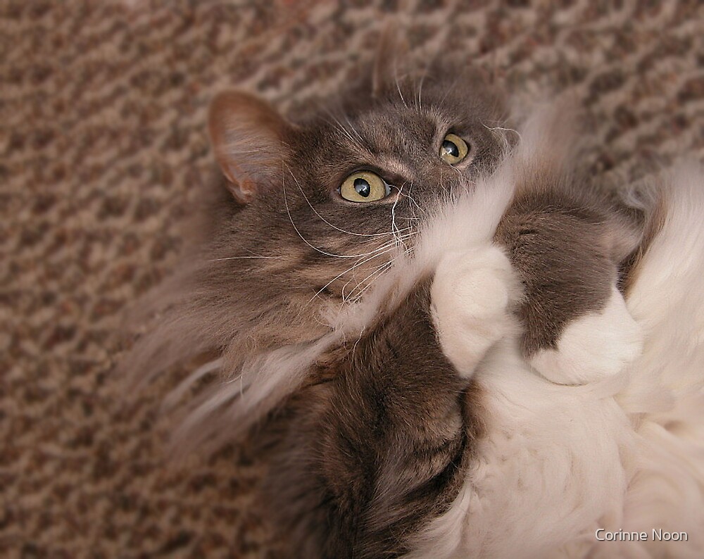 "Floofy CAT !" by Corinne Noon | Redbubble