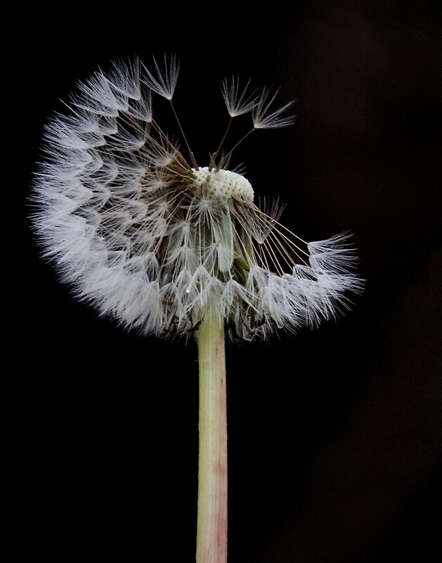 "Dandelion's Mane" by Roger Easley | Redbubble