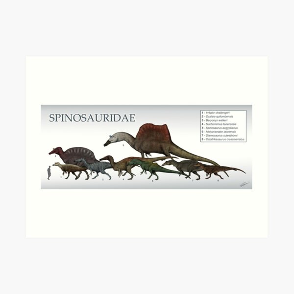 "Spinosauridae size chart" Art Print for Sale by DefinetilyNotP | Redbubble