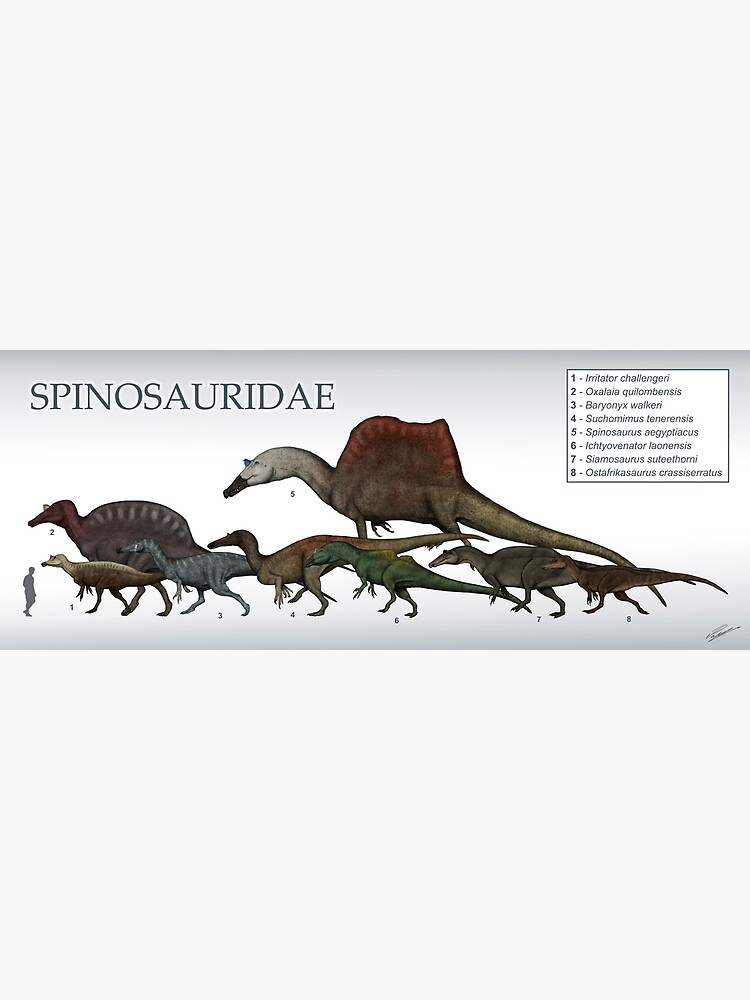 Spinosauridae size chart Premium Matte Vertical Poster sold by ...