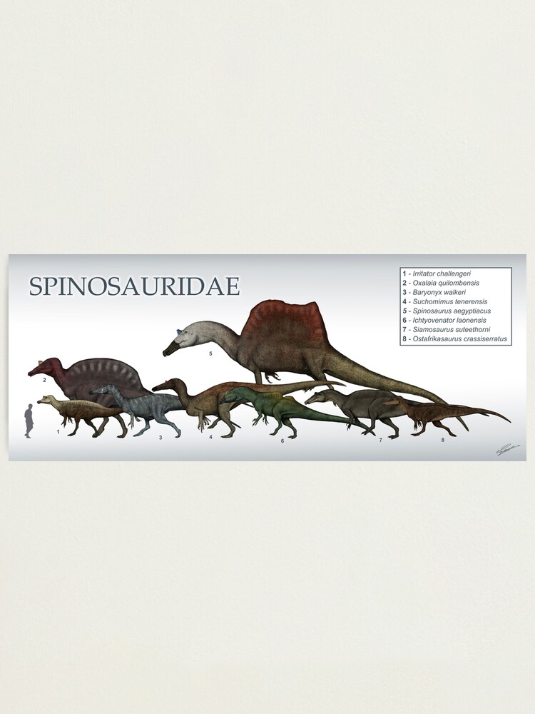"Spinosauridae size chart" Photographic Print for Sale by ...