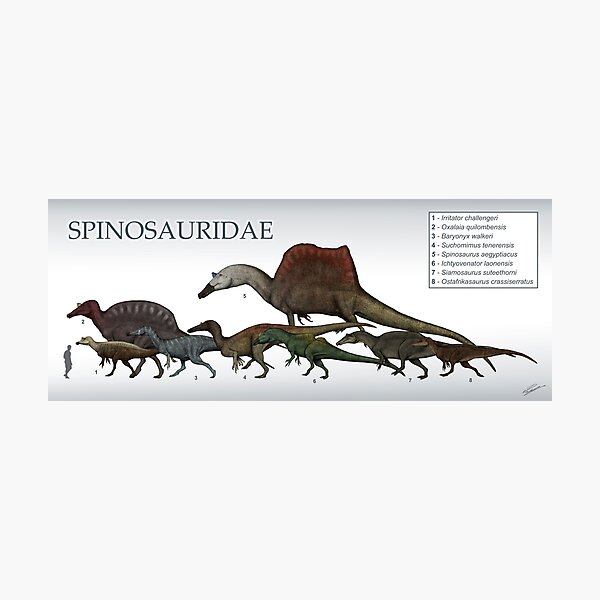 "Spinosauridae size chart" Photographic Print for Sale by ...