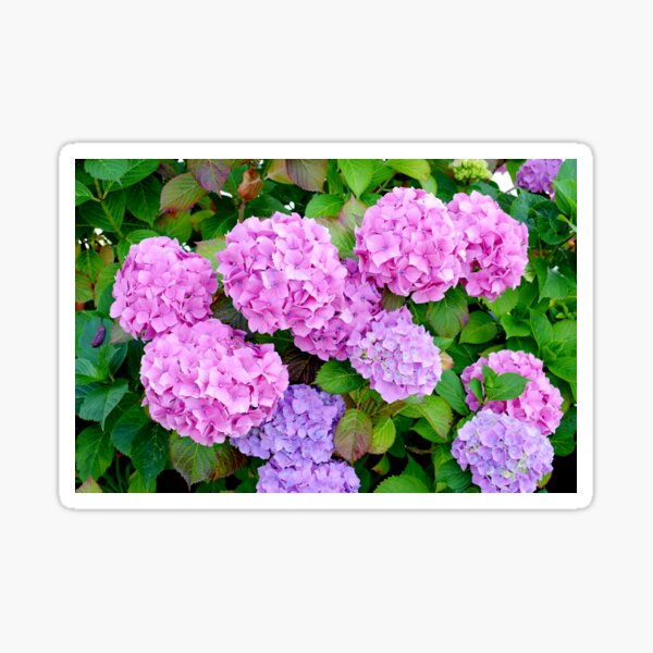 "Hydrangea" Sticker by Retiree | Redbubble