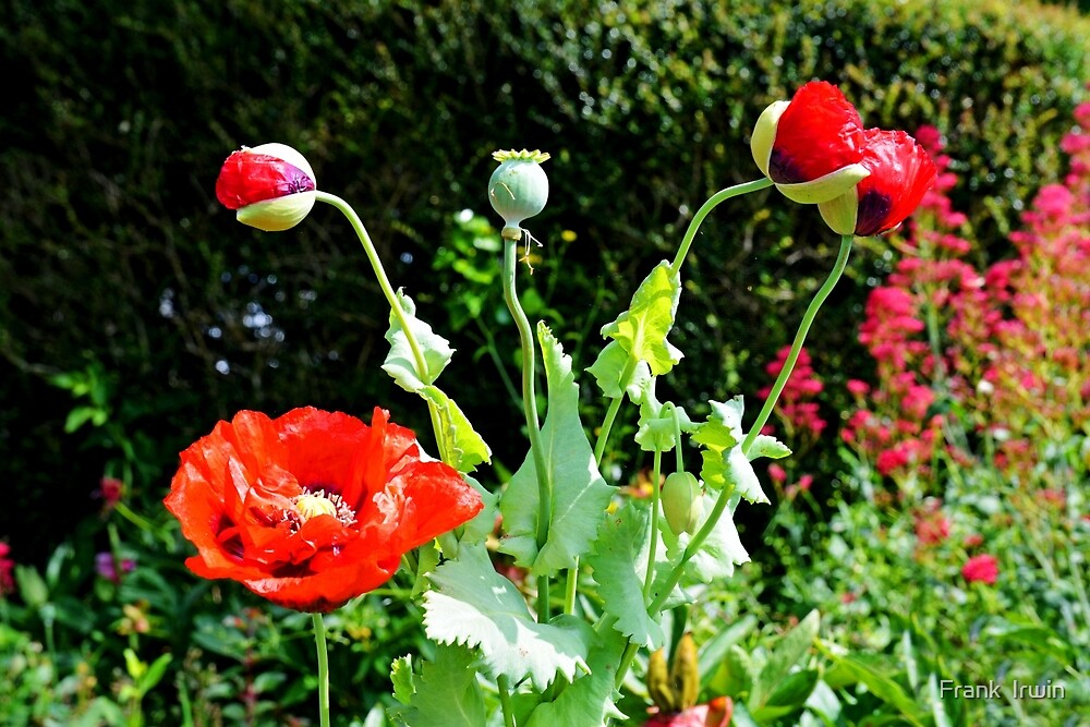 "A mix of poppy development stages" by Frank Irwin | Redbubble