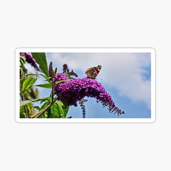 "A Buddleia in full bloom with a Red Admiral" Sticker for Sale by ...