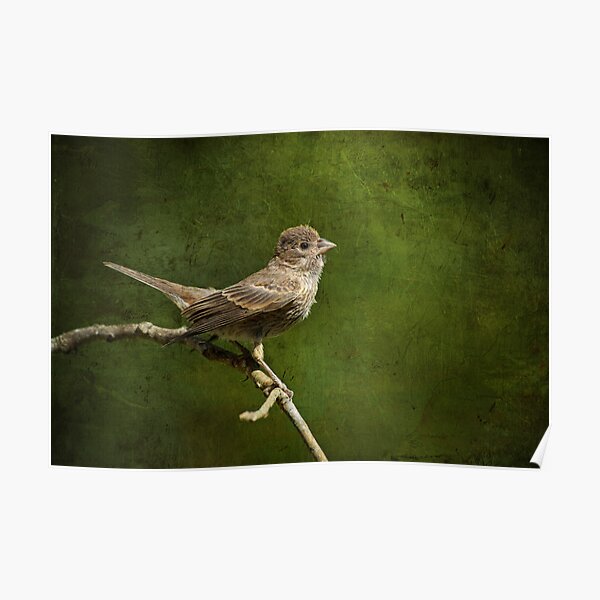 "Fledgling Finch Awaiting Breakfast" Poster by Miracles | Redbubble