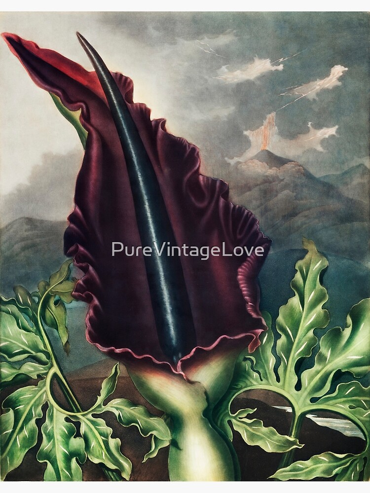 "The Dragon Arum from The Temple of Flora (1807) by Robert John ...