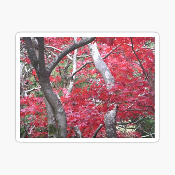 "Japanese Maple Tree" Sticker for Sale by moonshinepdise | Redbubble