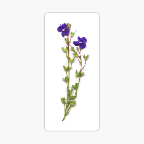 Speedwell Stickers | Redbubble