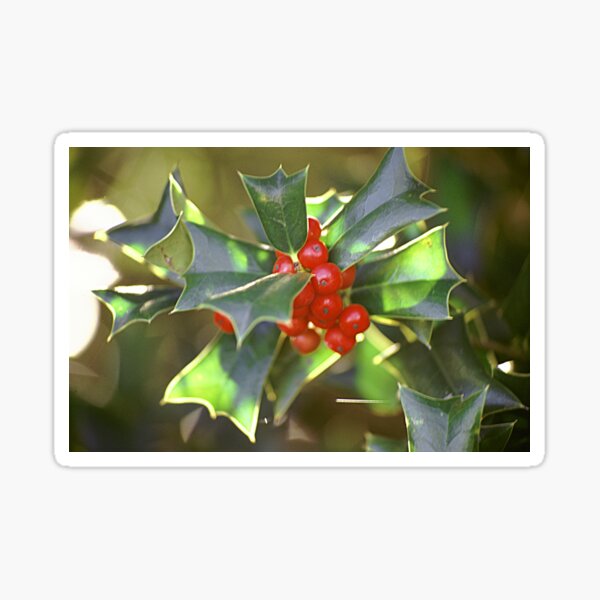 "Holly" Sticker for Sale by aarty | Redbubble