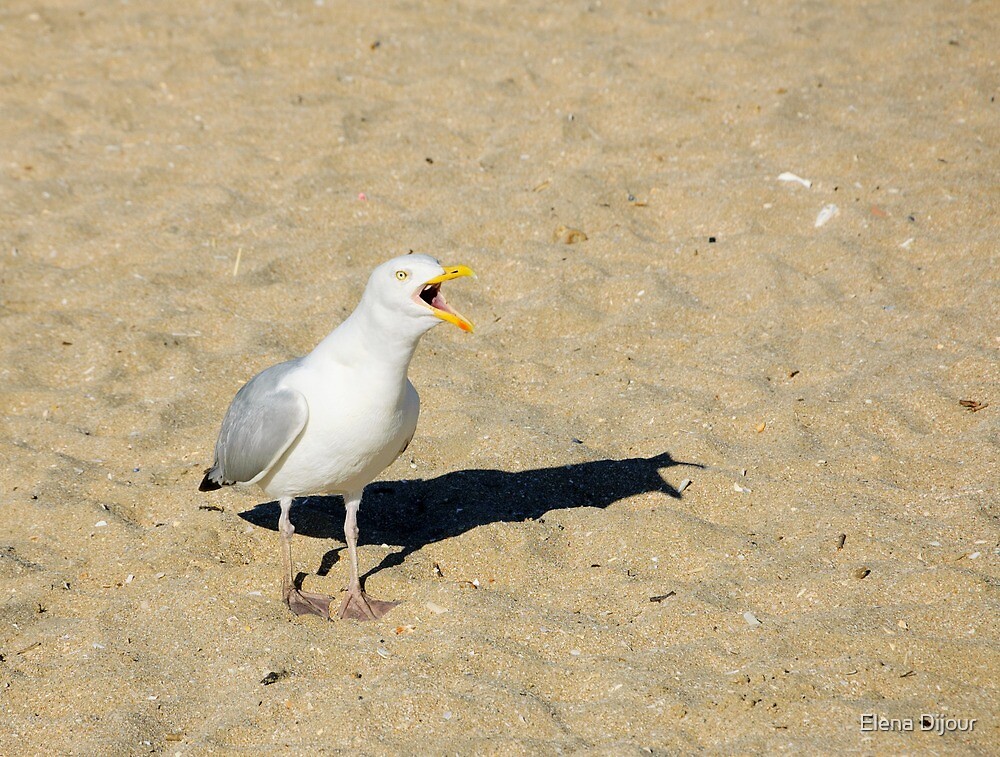 "Screaming seagull and screaming shadow on the beach" by Elena Dijour ...