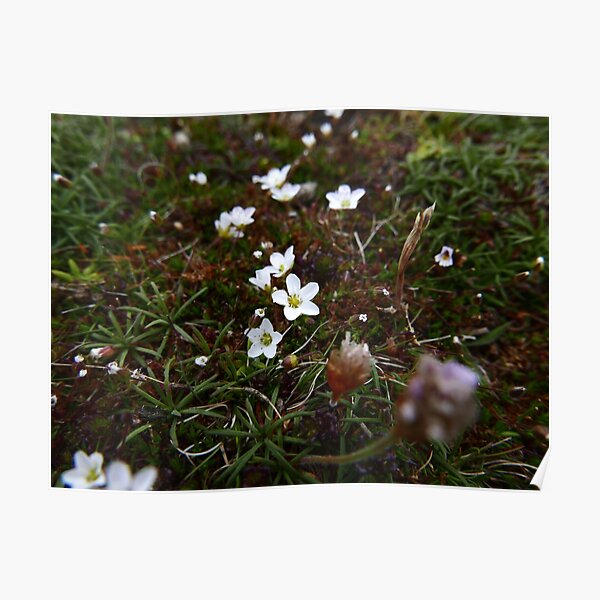 "Spring Sandwort (Minuartia verna)" Poster for Sale by IOMWildFlowers ...