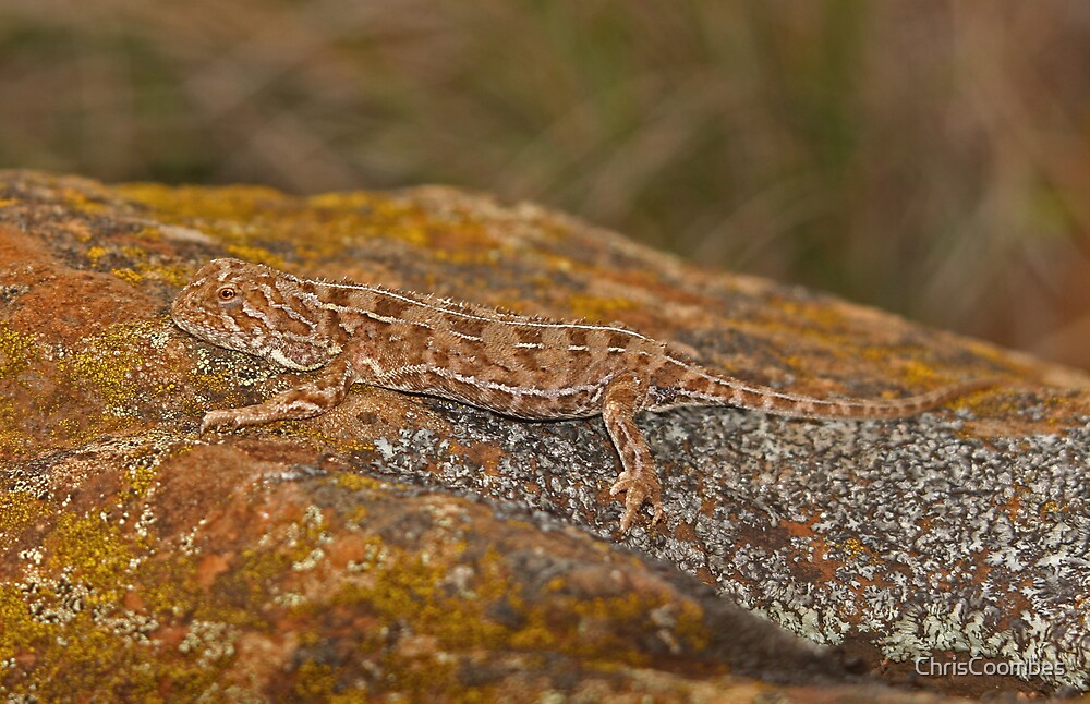 "Grassland Earless Dragon - Tympanocryptis pinguicolla " by ...