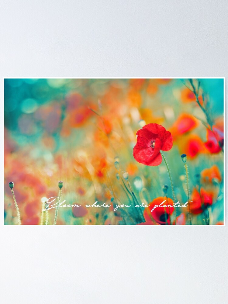 "Bloom where you are planted" Poster for Sale by 275photography | Redbubble