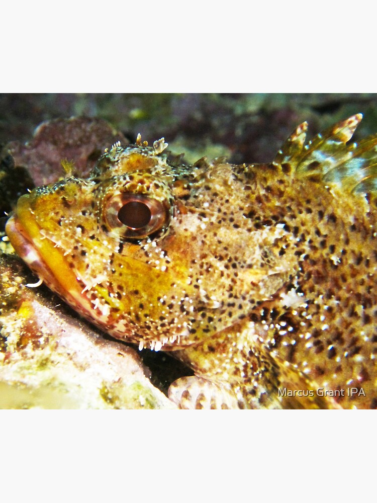 "Tiny Tim" Poster by racoon | Redbubble