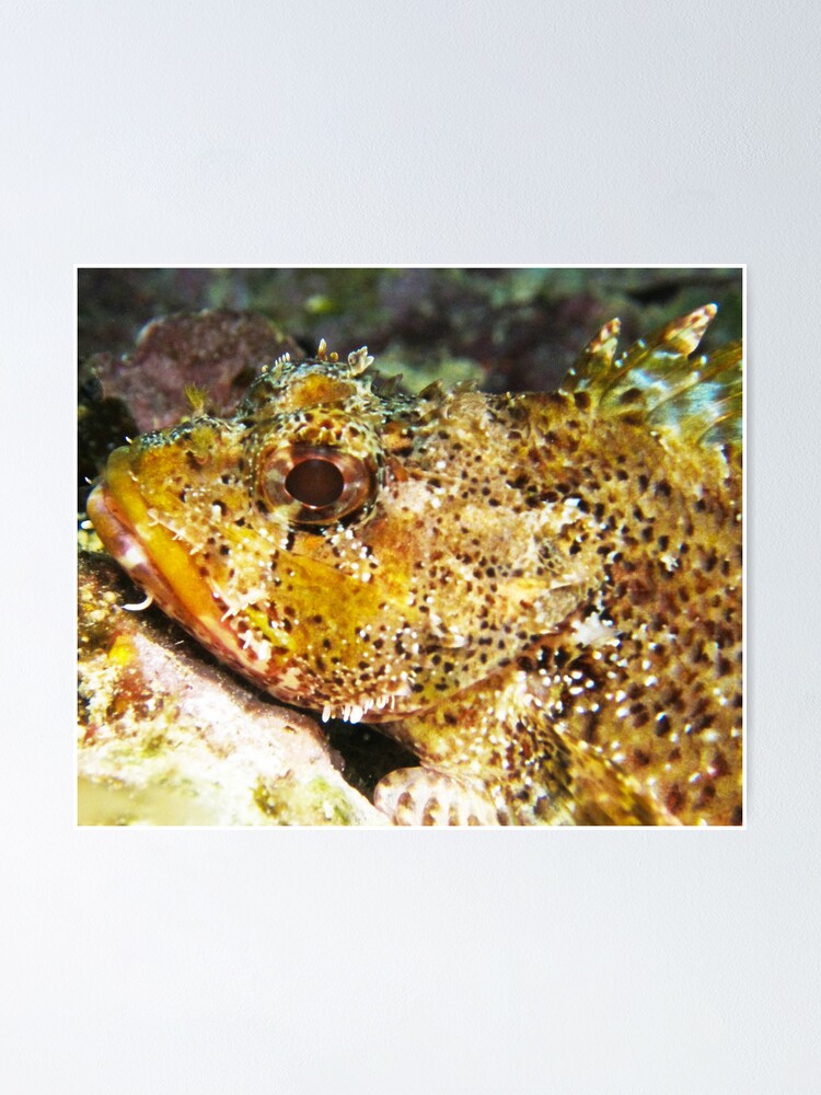 "Tiny Tim" Poster by racoon | Redbubble