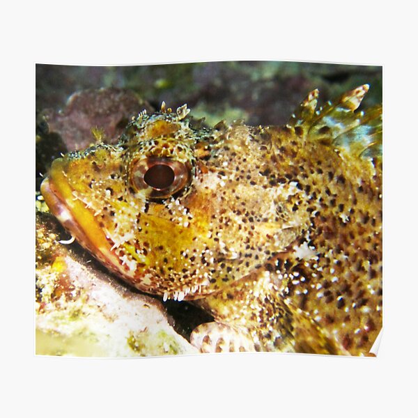 "Tiny Tim" Poster by racoon | Redbubble