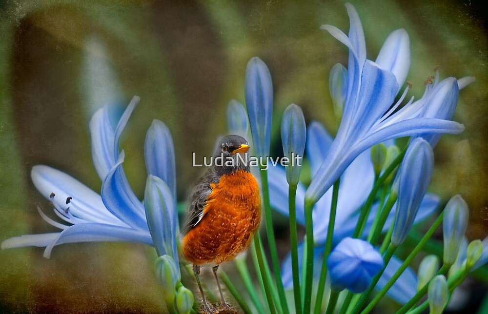 "Robin in flowers" by LudaNayvelt | Redbubble
