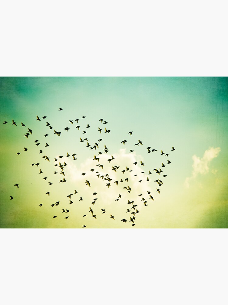 "Birds Flying Photography, Birds Fly Sky, Mint Turquoise Yellow ...