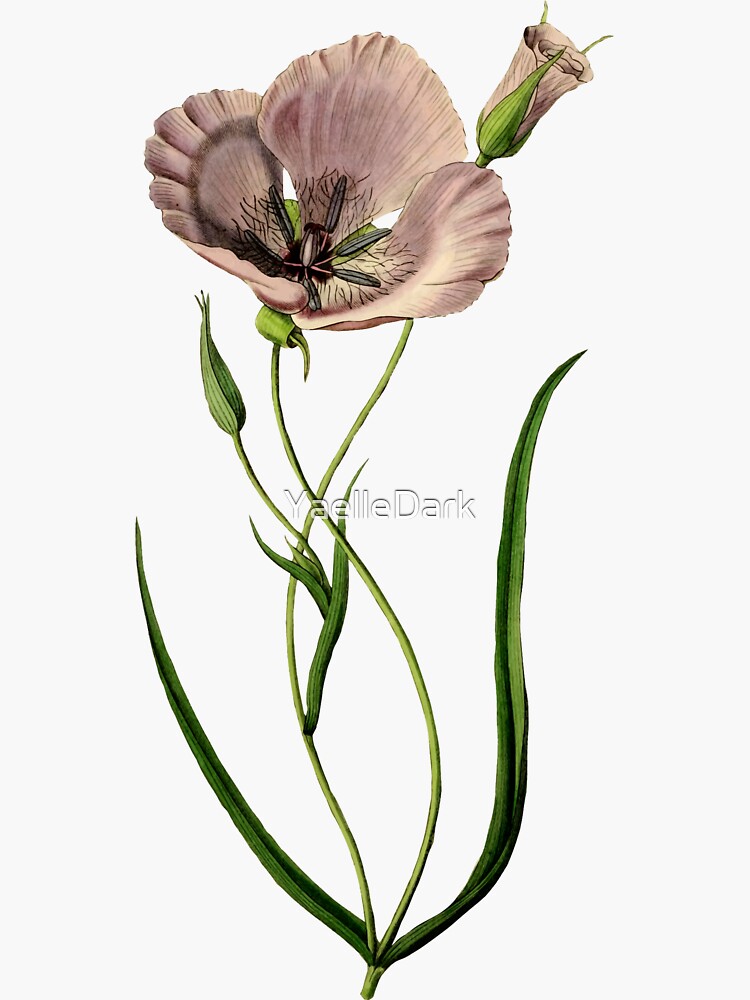 "Opium Botanical Illustration" Sticker for Sale by YaelleDark | Redbubble