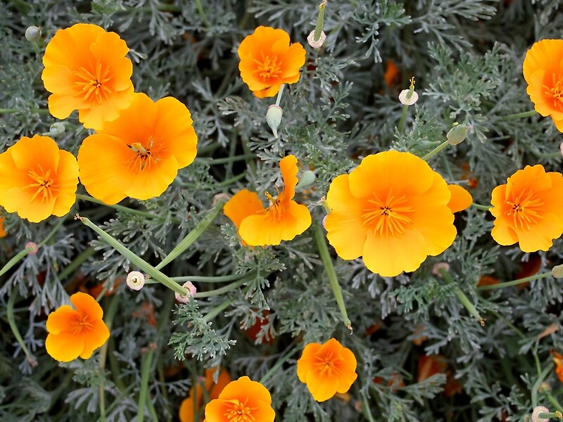 "California Poppy (Eschscholzia californica) from A Gardener's Notebook ...