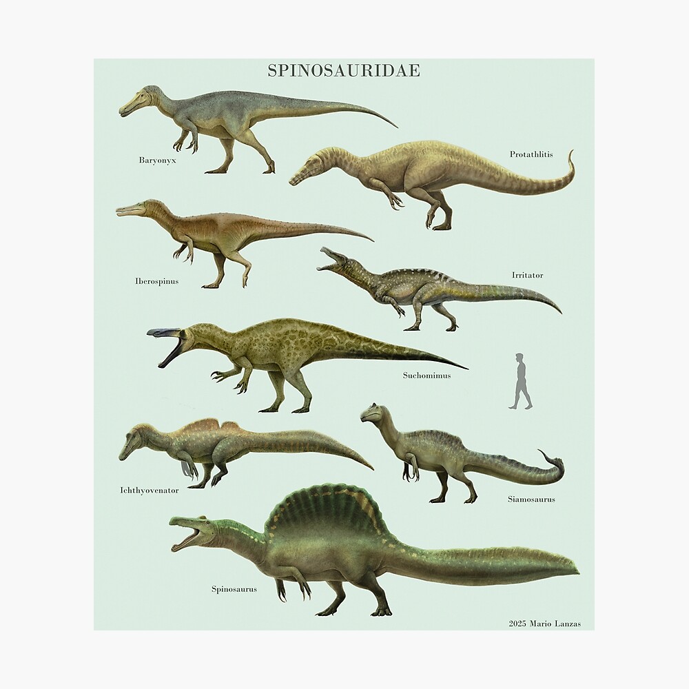 Spinosaurus Vs Suchomimus