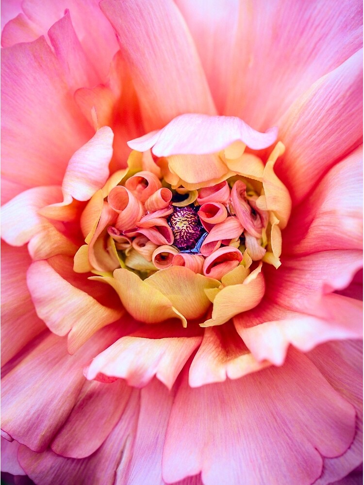 "Ranunculus Spectaculus" Poster for Sale by alanshapiro | Redbubble