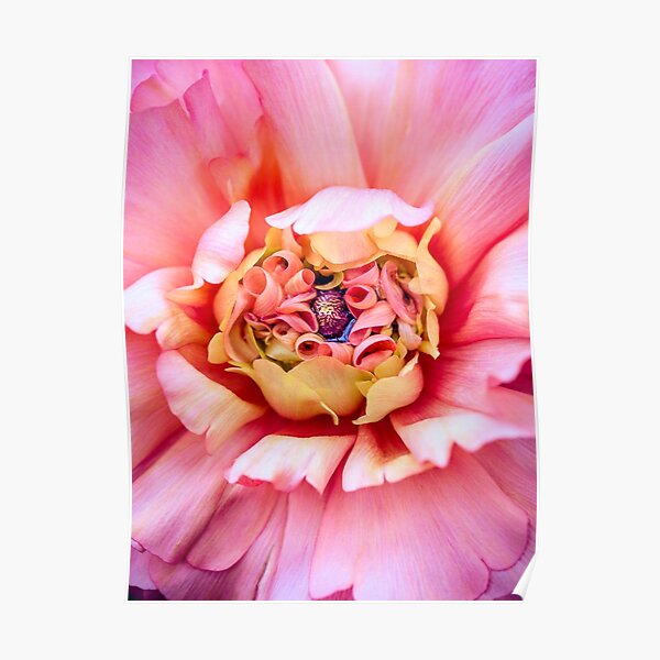 "Ranunculus Spectaculus" Poster for Sale by alanshapiro | Redbubble