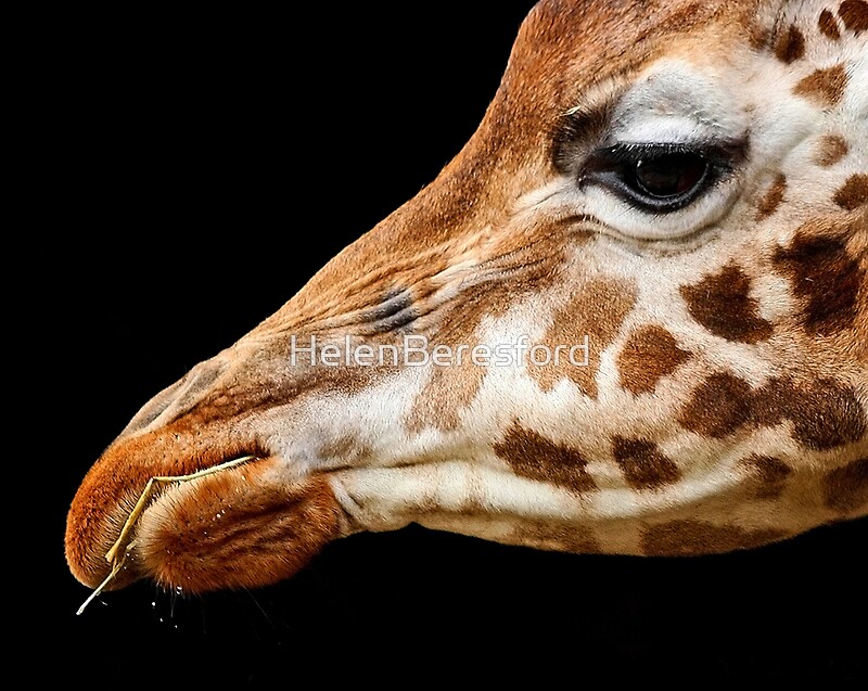 "Meet Mr. G. Raffe!" by HelenBeresford | Redbubble