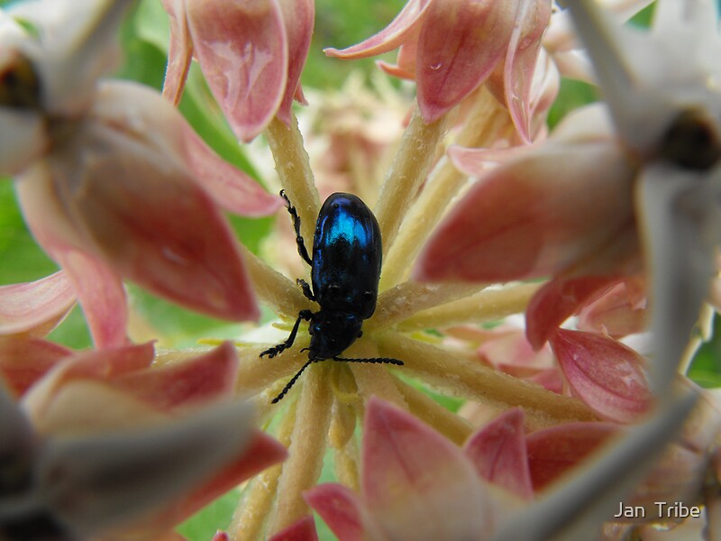 " Black-Blue Iridescent Beetle" by Jan Tribe | Redbubble