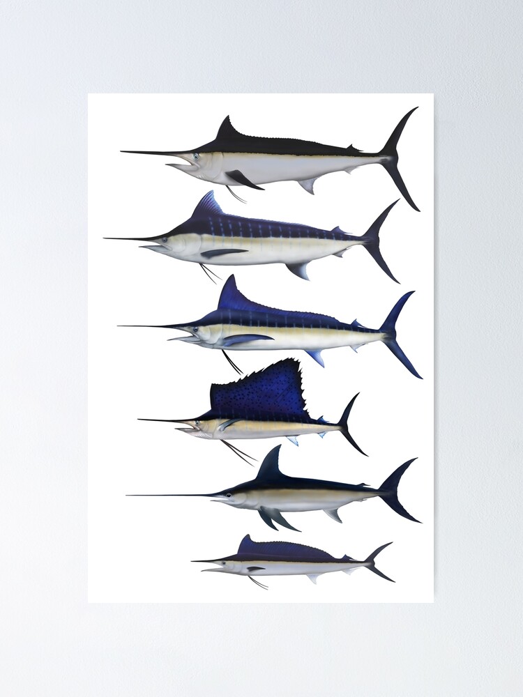 "Australia's Billfish" Poster by vincedoranart | Redbubble