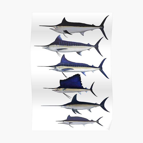 "Australia's Billfish" Poster by vincedoranart | Redbubble