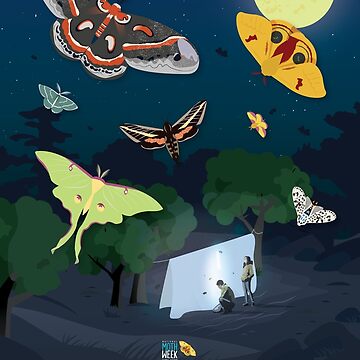 "National Moth Week Poster" Poster for Sale by friendsebec | Redbubble