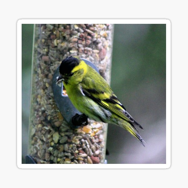 "siskin" Sticker for Sale by KathleenDawson | Redbubble