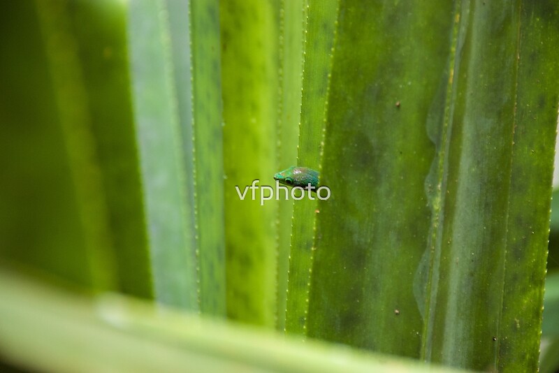 "Peekaboo! A gecko in the agave" by vfphoto | Redbubble