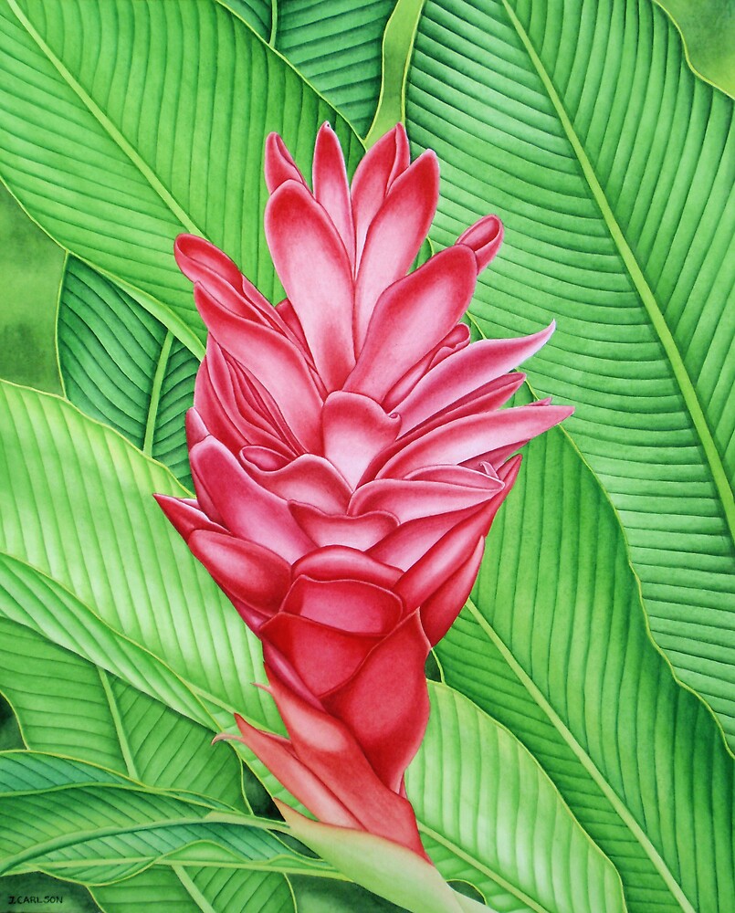"Hawaiian Red Ginger" by joeyartist | Redbubble
