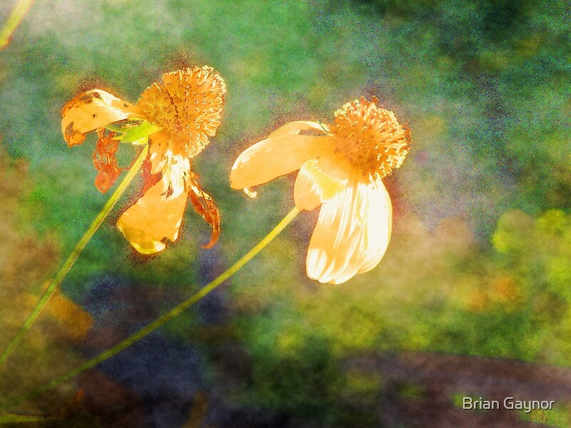 "Hieroglyphics of Angels" by Brian Gaynor | Redbubble