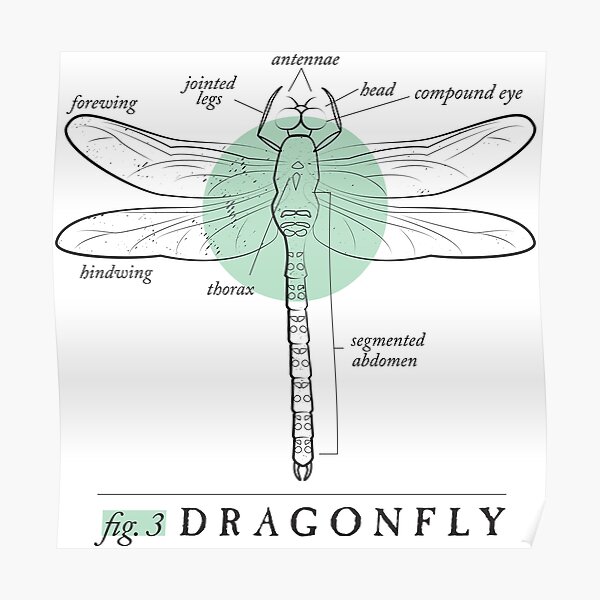 "Fig. 3 Anatomy of a Dragonfly" Poster for Sale by MudAndMarrow | Redbubble