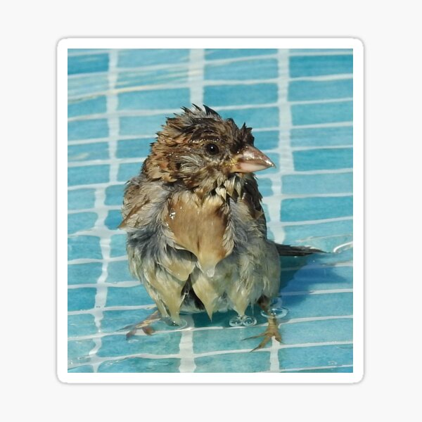 "Bird bath" Sticker by MHIGGINS | Redbubble