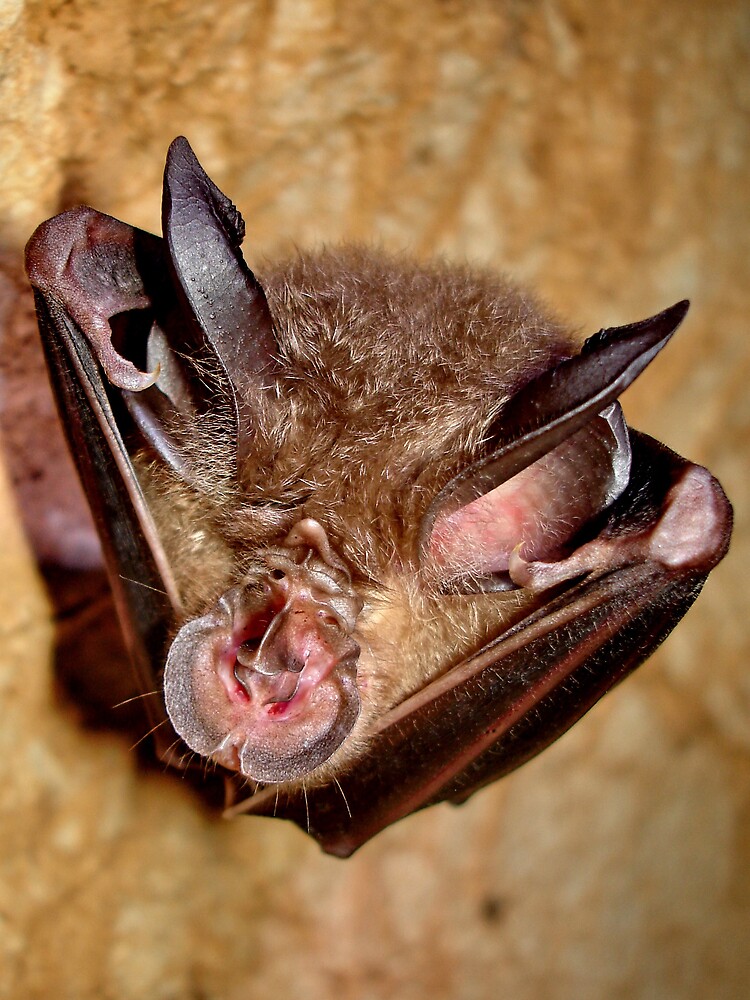 "Wrinkle-lipped bat" by John Spies | Redbubble